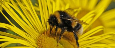Help needed to save our Cornish bees | Cornwall Wildlife Trust
