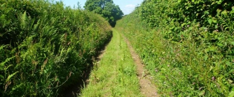 High Praze for WI hedge competition | Cornwall Wildlife Trust