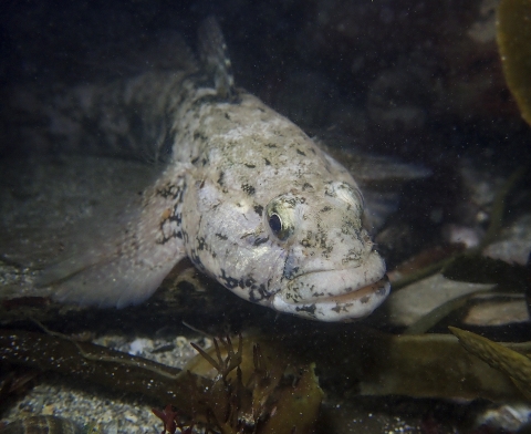 Giant goby | Cornwall Wildlife Trust