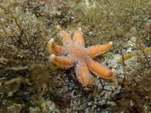 Seven armed starfish | Cornwall Wildlife Trust