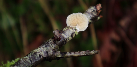VIDEO: Emily Hardisty explores Cabilla & Redrice Woods Nature Reserve ...