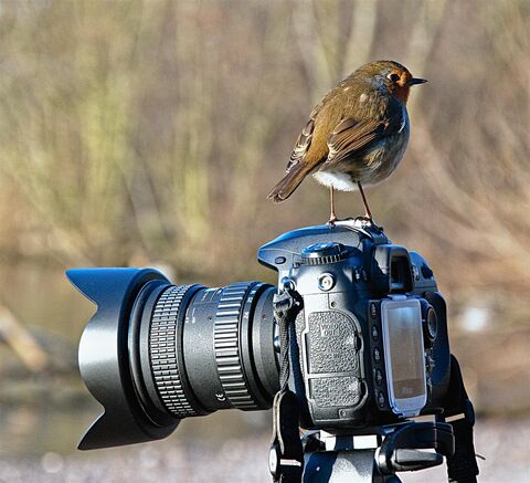 Wildlife photography best practice | Cornwall Wildlife Trust