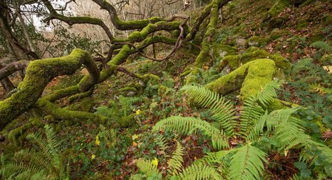 Temperate Rainforest Appeal | Cornwall Wildlife Trust