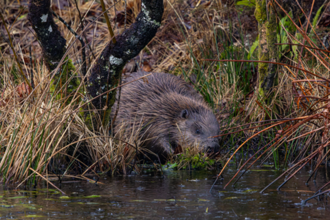 A new chapter for Cornwall’s wild rivers: beavers return | Cornwall ...