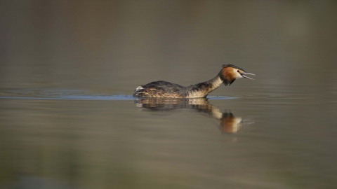 Great crested grebe | Cornwall Wildlife Trust