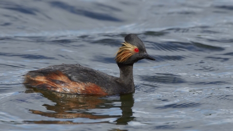 Black-necked grebe | Cornwall Wildlife Trust