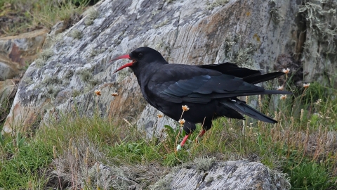 Chough | Cornwall Wildlife Trust