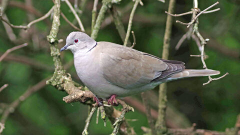 Collared dove | Cornwall Wildlife Trust