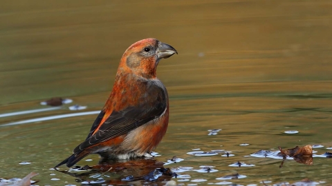 Common crossbill | Cornwall Wildlife Trust