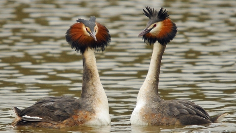 Great crested grebe | Cornwall Wildlife Trust