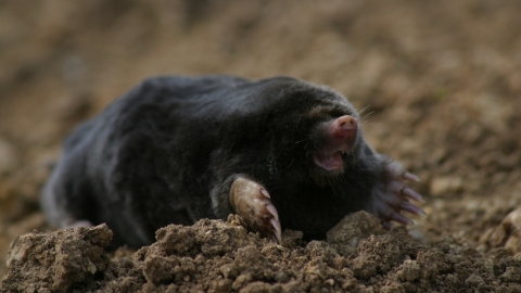 Mole | Cornwall Wildlife Trust
