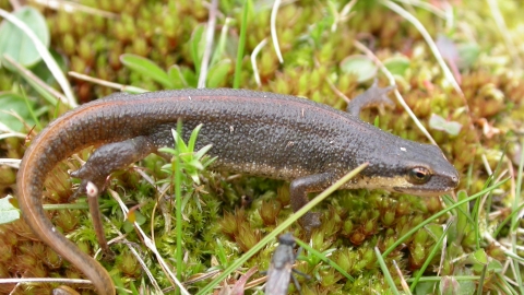 Palmate newt | Cornwall Wildlife Trust