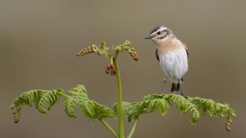 Whinchat | Cornwall Wildlife Trust