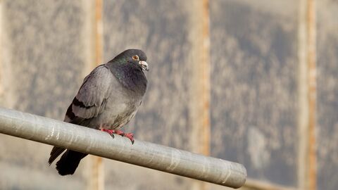 Rock dove | Cornwall Wildlife Trust