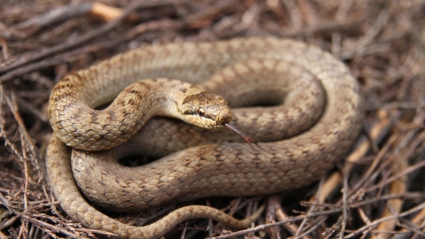Smooth snake | Cornwall Wildlife Trust