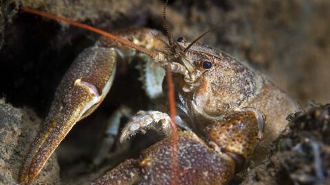 White-clawed crayfish | Cornwall Wildlife Trust