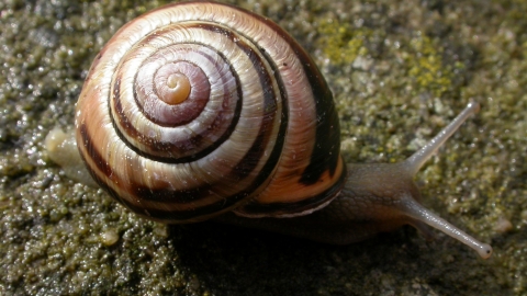 Brown-lipped snail | Cornwall Wildlife Trust