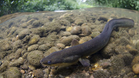 Eel | Cornwall Wildlife Trust