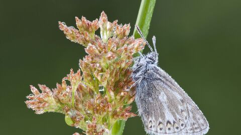 Soft rush | Cornwall Wildlife Trust