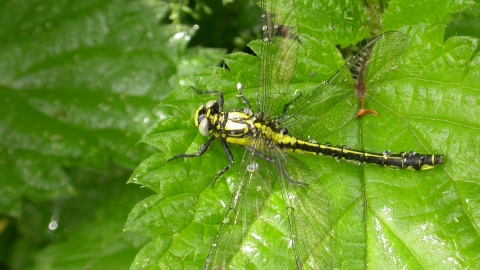 Common clubtail | Cornwall Wildlife Trust