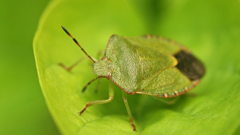 Common green shieldbug | Cornwall Wildlife Trust