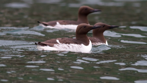 Guillemot | Cornwall Wildlife Trust