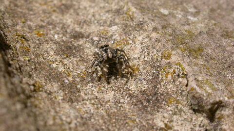 Zebra spider | Cornwall Wildlife Trust