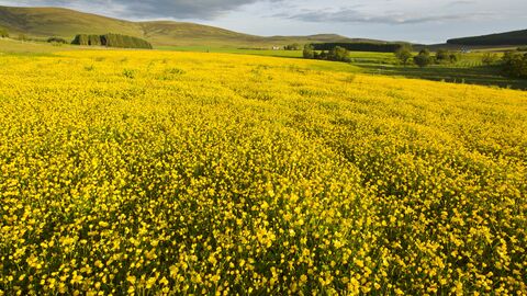 Creeping buttercup | Cornwall Wildlife Trust