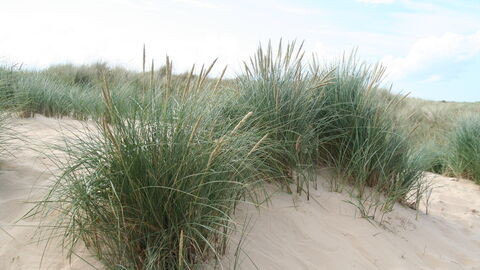 Marram grass | Cornwall Wildlife Trust