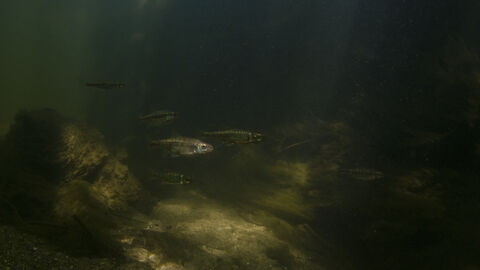 Minnow | Cornwall Wildlife Trust