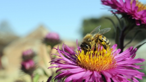 Honey bee | Cornwall Wildlife Trust