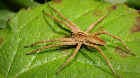 Nursery web spider | Cornwall Wildlife Trust