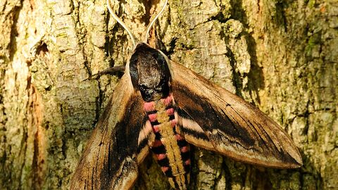 Privet hawk-moth | Cornwall Wildlife Trust