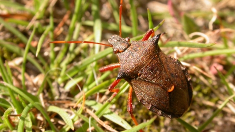 Spiked shieldbug | Cornwall Wildlife Trust