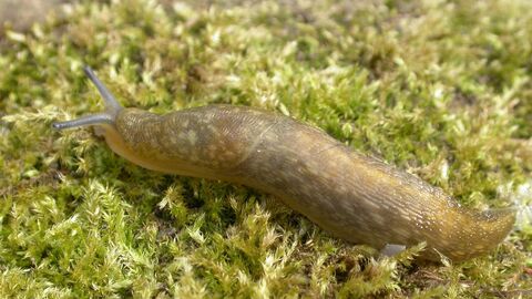 Yellow slug | Cornwall Wildlife Trust