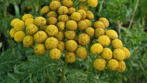 Tansy | Cornwall Wildlife Trust