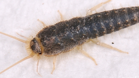 Silverfish | Cornwall Wildlife Trust