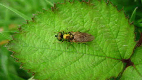Broad centurion | Cornwall Wildlife Trust