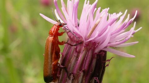Common red soldier beetle | Cornwall Wildlife Trust