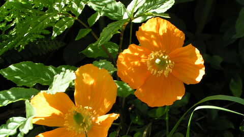Welsh poppy | Cornwall Wildlife Trust