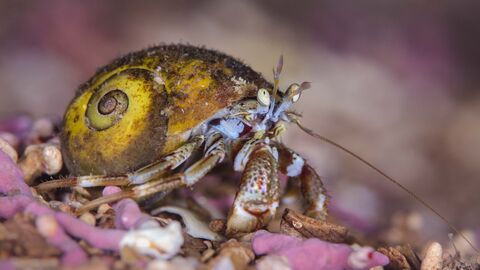 Hermit crab | Cornwall Wildlife Trust