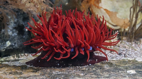 Beadlet anemone | Cornwall Wildlife Trust