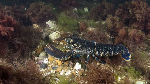 Lobster | Cornwall Wildlife Trust