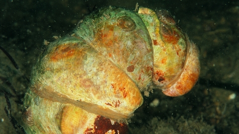 Slipper limpet | Cornwall Wildlife Trust