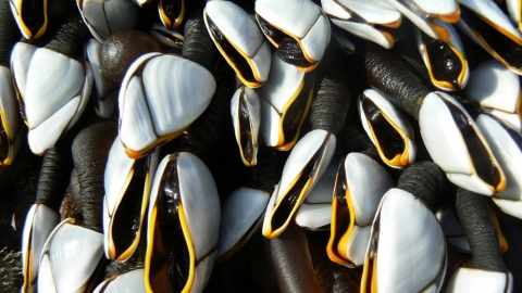 Goose barnacle | Cornwall Wildlife Trust