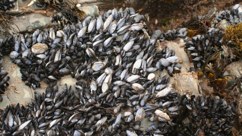 Mussel | Cornwall Wildlife Trust