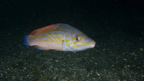 Cuckoo wrasse | Cornwall Wildlife Trust