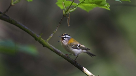 Firecrest | Cornwall Wildlife Trust