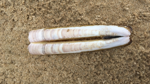 Razor shell | Cornwall Wildlife Trust