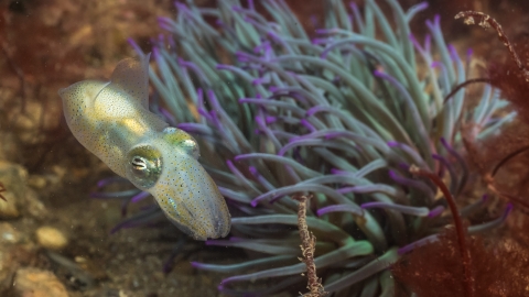 Little cuttlefish | Cornwall Wildlife Trust